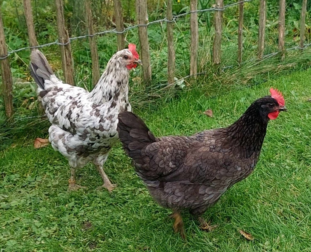 Silverudds Blå » Infos & Tipps zu den Grünlegern