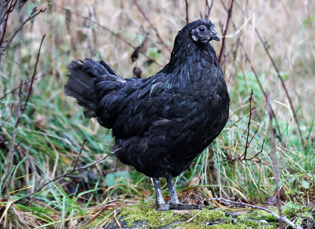 Bohus Dal, Das komplett schwarze Huhn!