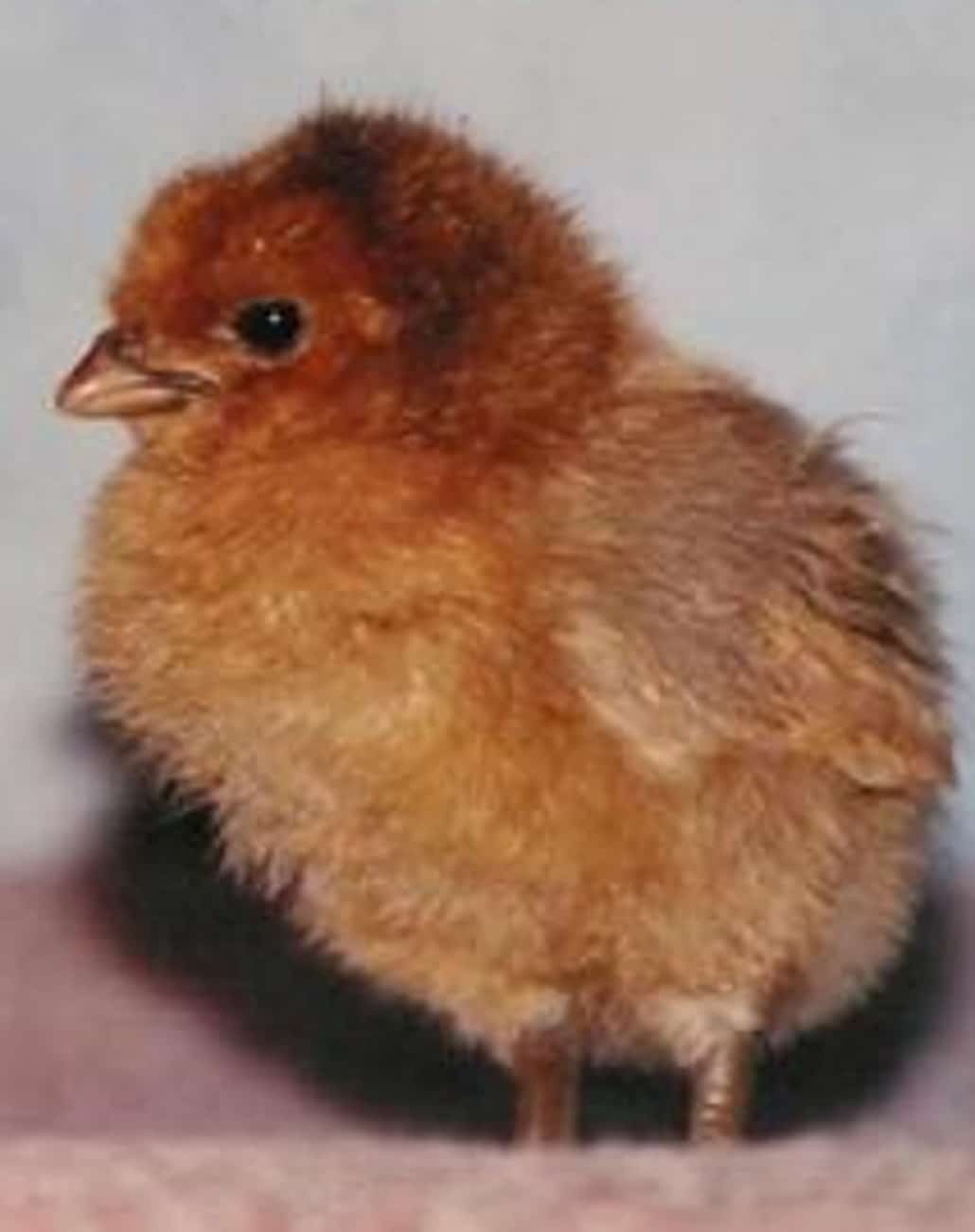 Das Ramelsloher Huhn » Infos & Tipps