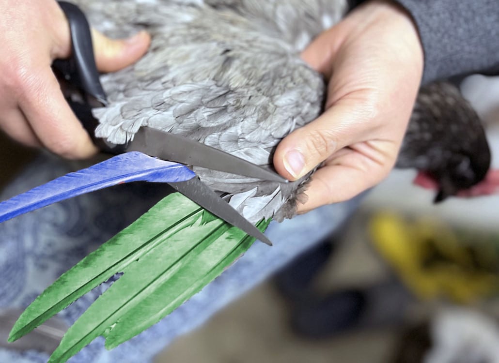 Flügel stutzen bei Hühnern