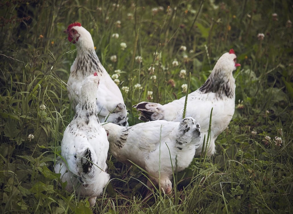 Das Sundheimer Huhn » Infos & Tipps zu den Sundheimerhühnern