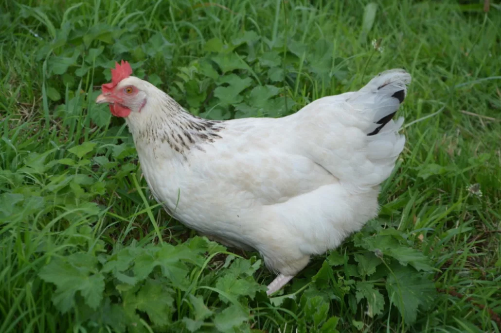 Das Sussex Huhn » Infos und Tipps rund ums Sussex Huhn