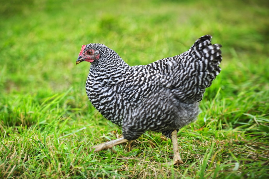 Das Amrock Huhn » Infos & Tipps zu den Amrock Hühnern