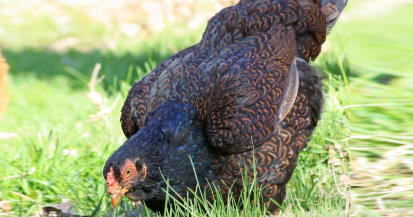Hühnerrassen in der Übersicht ⇒ Die richtige Hühnerrasse finden!!!