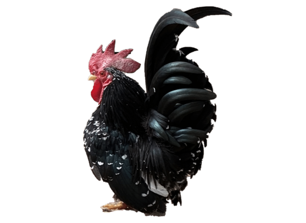 Das Chabo Huhn » Infos & Tipps zu den Chabo Hühnern