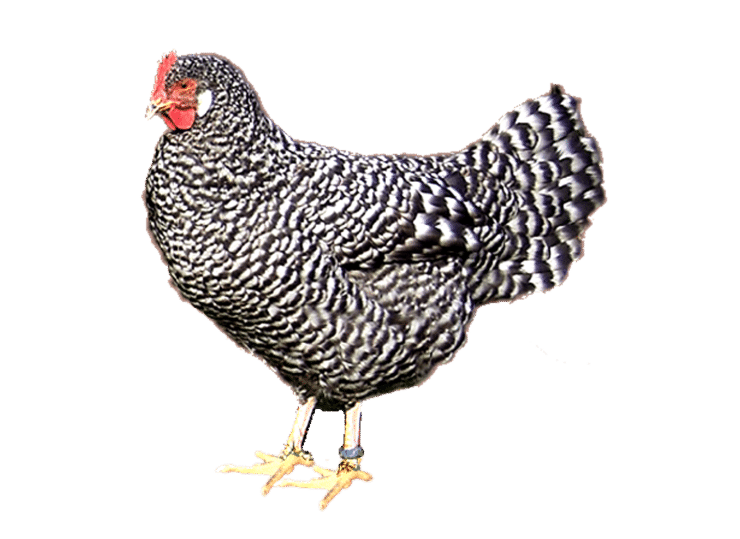 Deutscher Sperber » Infos & Tipps zum Deutschen Sperber