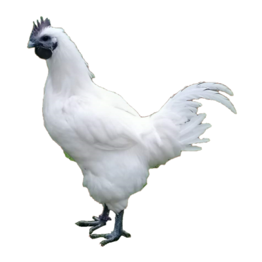 Ga H´mong, die Vietnamesische Hühnerrasse!