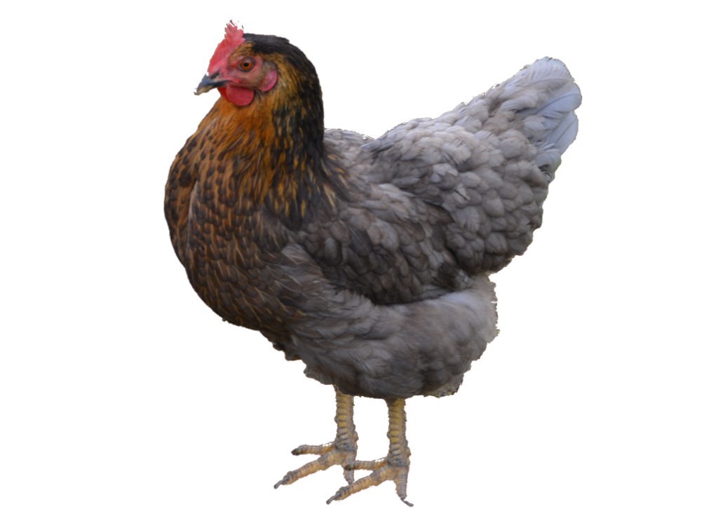 Das Königsberger Huhn » Infos & Tipps zum Legewunder