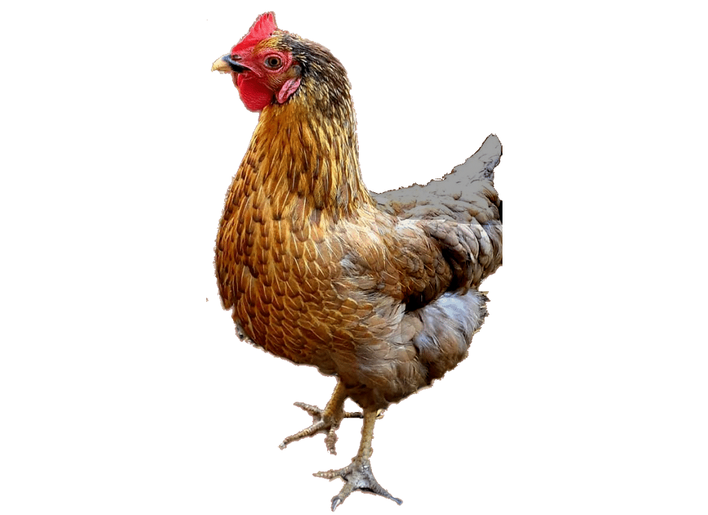 Das Königsberger Huhn » Infos & Tipps zum Legewunder