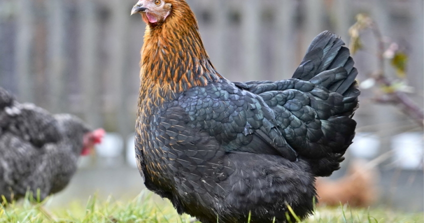 Das Seidenhuhn » Infos & Tipps zu den Seidenhühnern