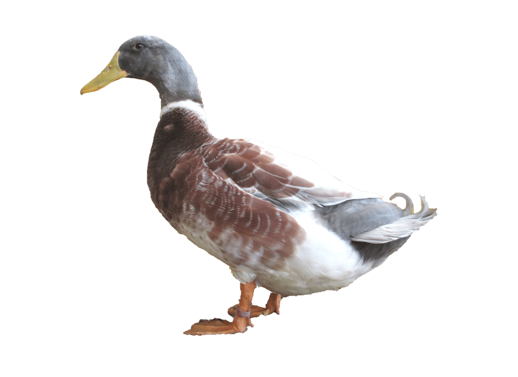 Overberger Ente - Haltungstipps, Charakter und Fütterung