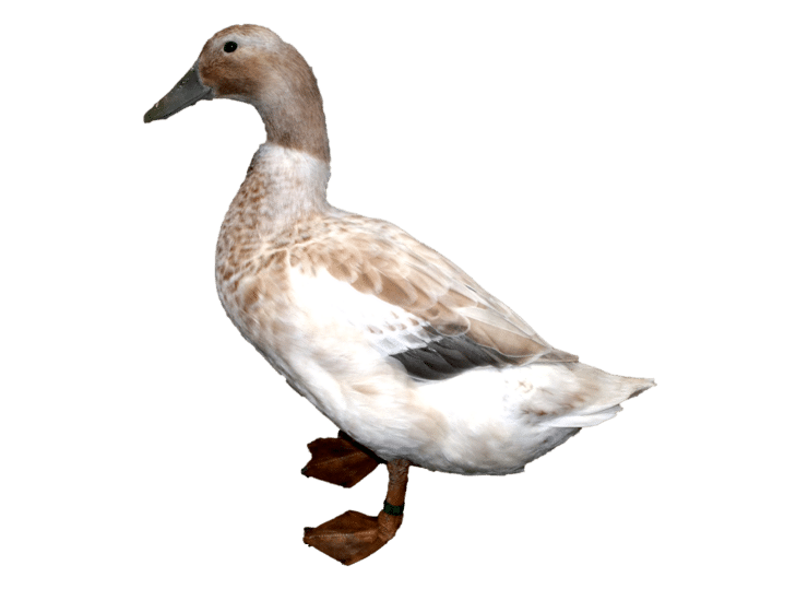 Overberger Ente - Haltungstipps, Charakter und Fütterung