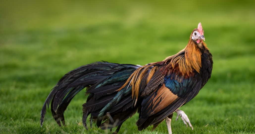 Hühnerrassen in der Übersicht ⇒ Die richtige Hühnerrasse finden!!!