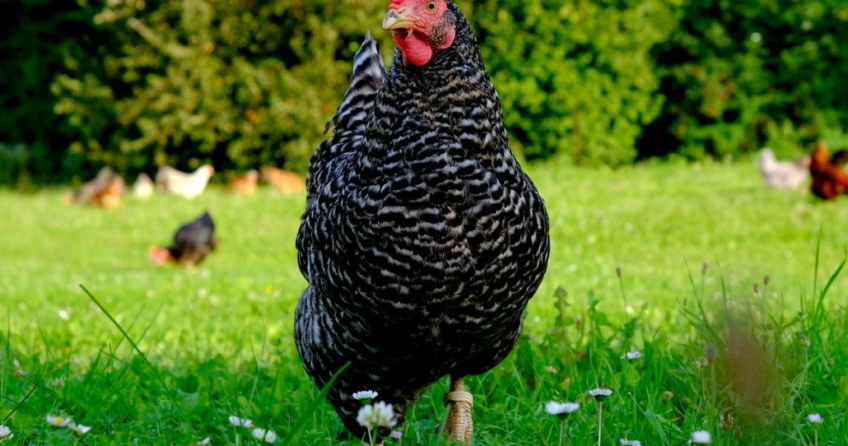 Hühnerrassen in der Übersicht ⇒ Die richtige Hühnerrasse finden!!!