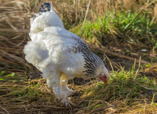 Das Sundheimer Huhn » Infos & Tipps zu den Sundheimerhühnern