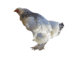 Das Sundheimer Huhn » Infos & Tipps zu den Sundheimerhühnern