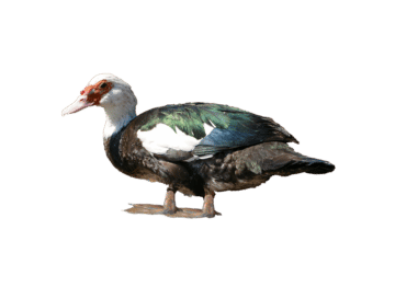 Warzenente - Haltungstipps, Charakter und Fütterung