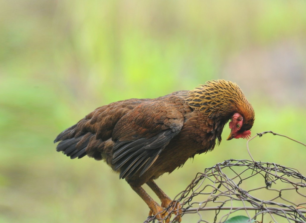 Das Welsumer Huhn » Infos & Tipps zu den Welsumer Hühnern