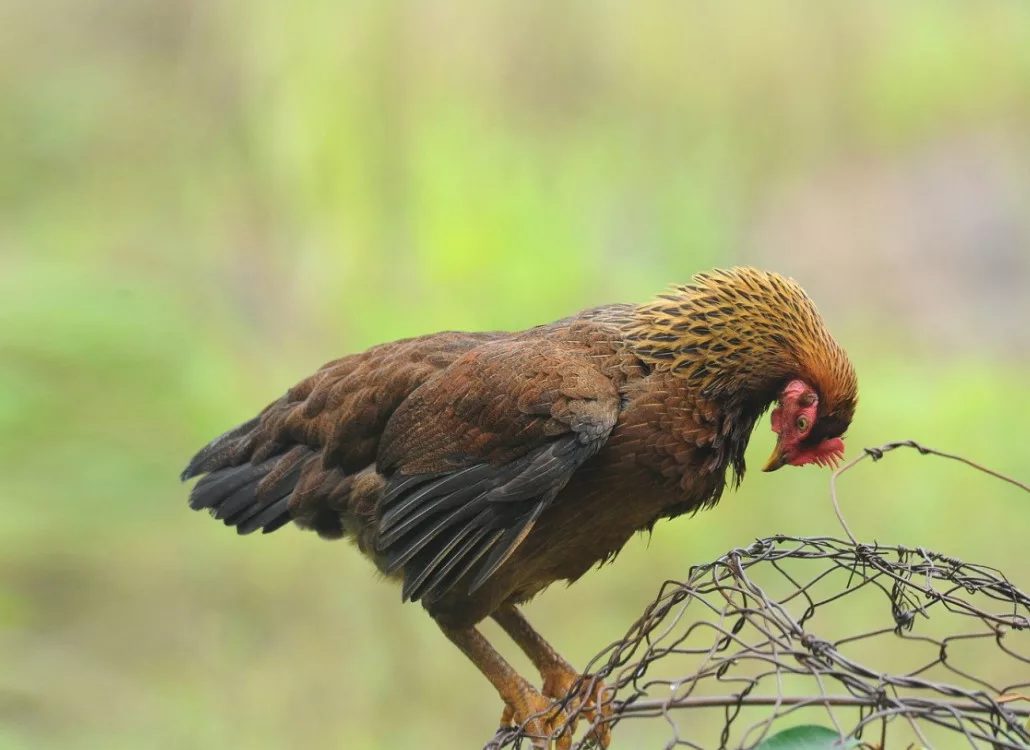 Das Welsumer Huhn » Infos & Tipps zu den Welsumer Hühnern