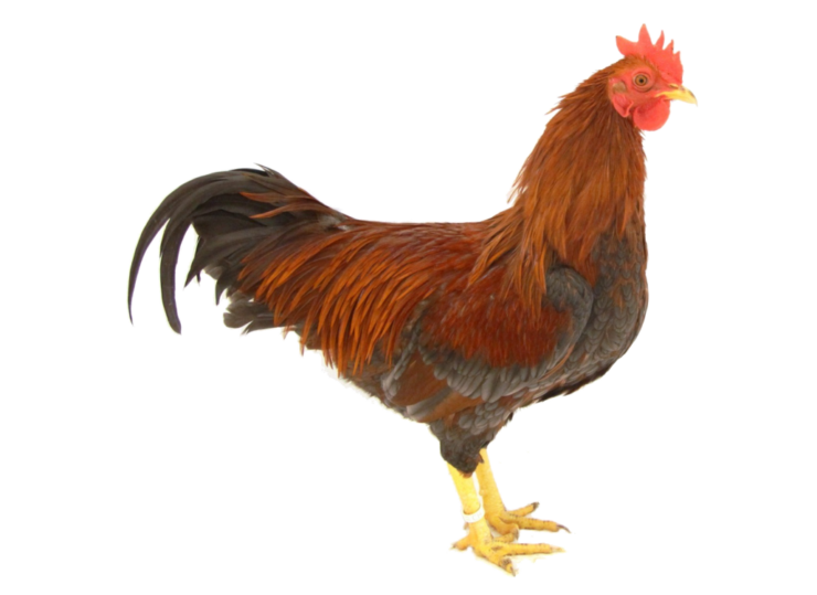 Das Zwerg Welsumer Huhn » Infos & Tipps zu den Zwerg Welsumern