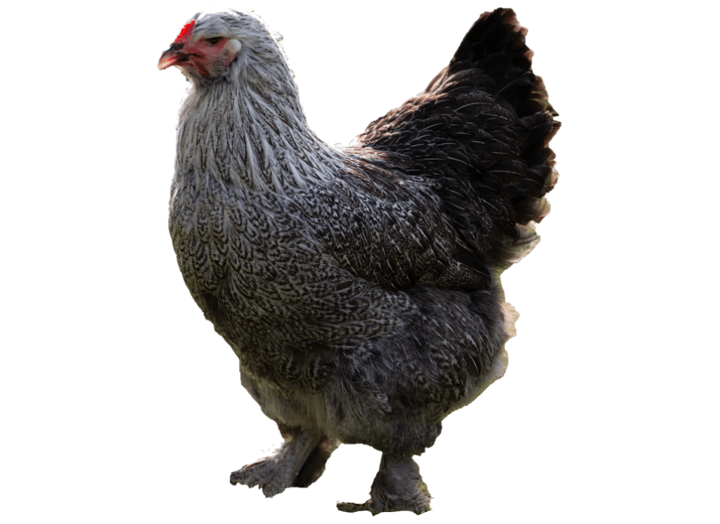 Das Zwerg Brahma Huhn » Infos & Tipps zu den Zwerg Brahmas