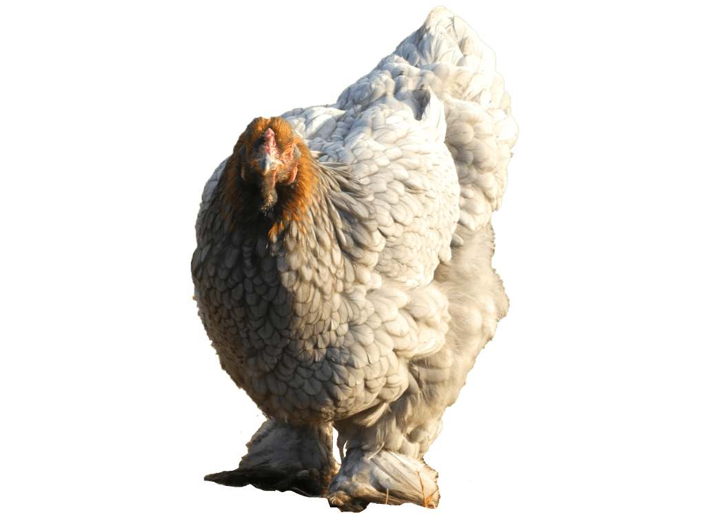 Das Zwerg Cochin Huhn » Infos & Tipps zu den Zwerg Cochin