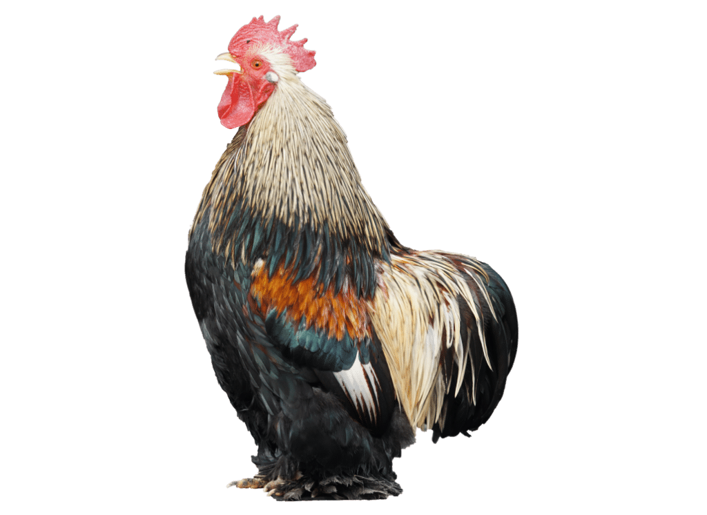 Das Zwerg Cochin Huhn » Infos & Tipps zu den Zwerg Cochin