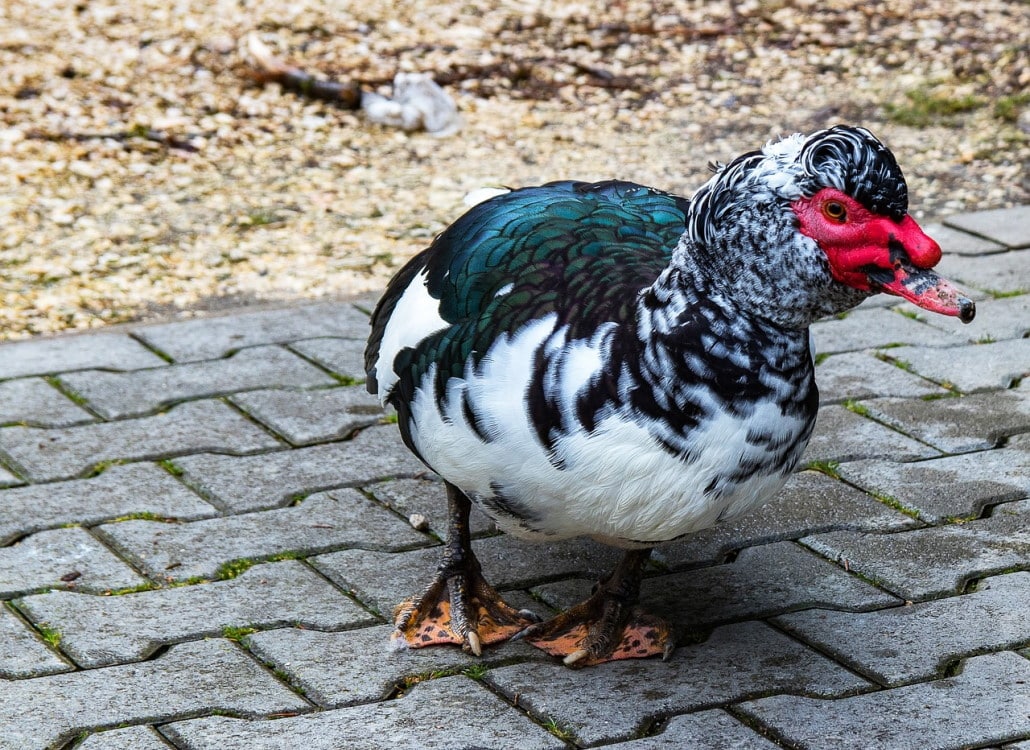 Warzenente - Haltungstipps, Charakter und Fütterung