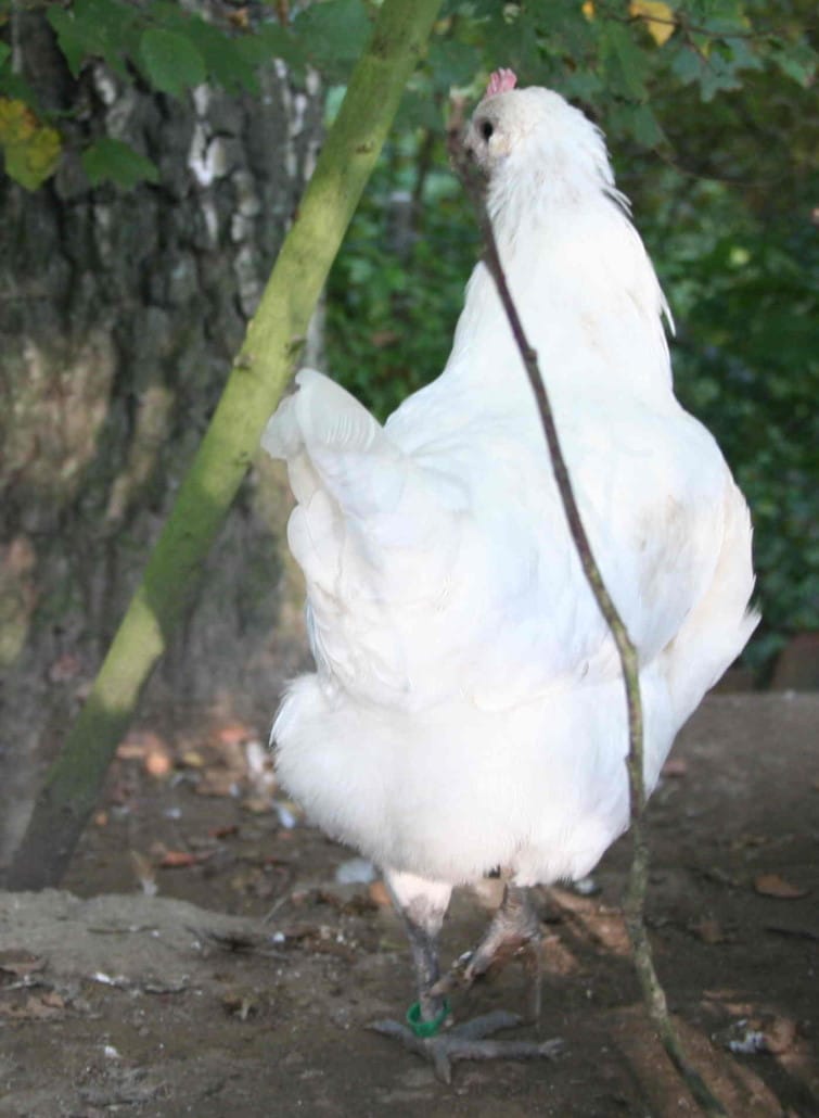 Das Ramelsloher Huhn » Infos & Tipps