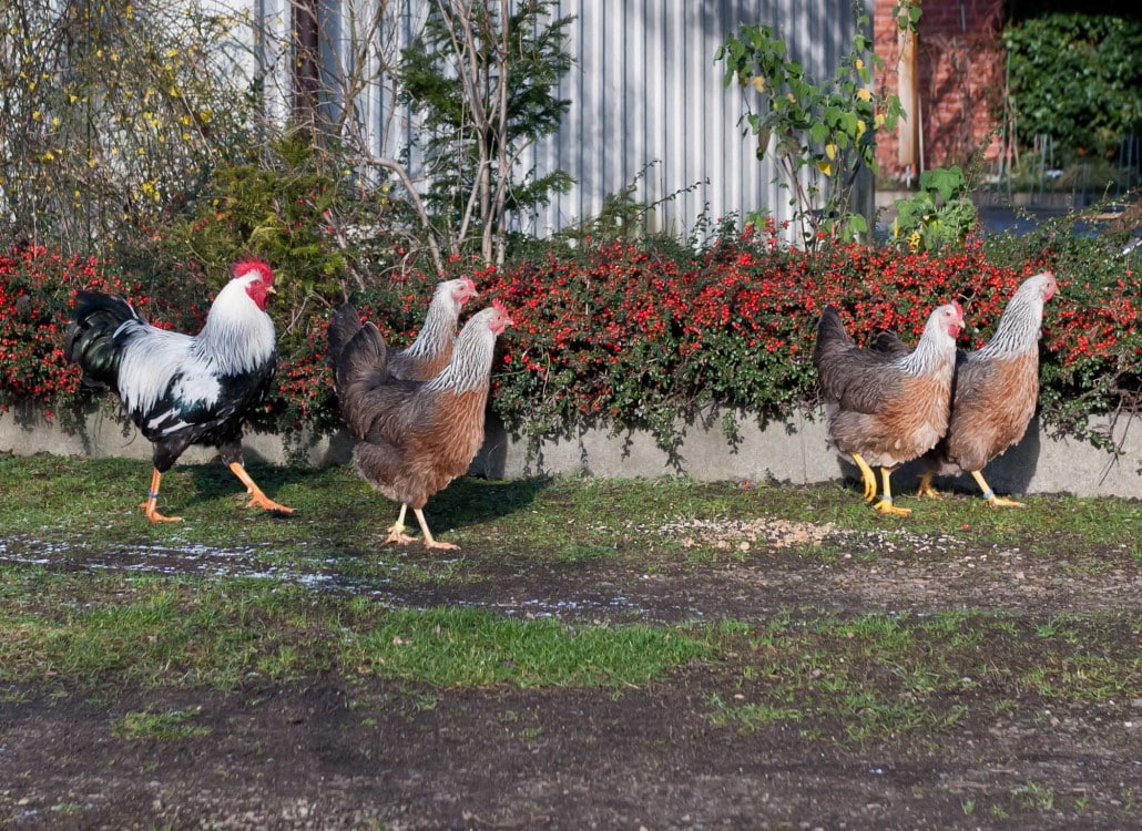 Das Welsumer Huhn » Infos & Tipps zu den Welsumer Hühnern