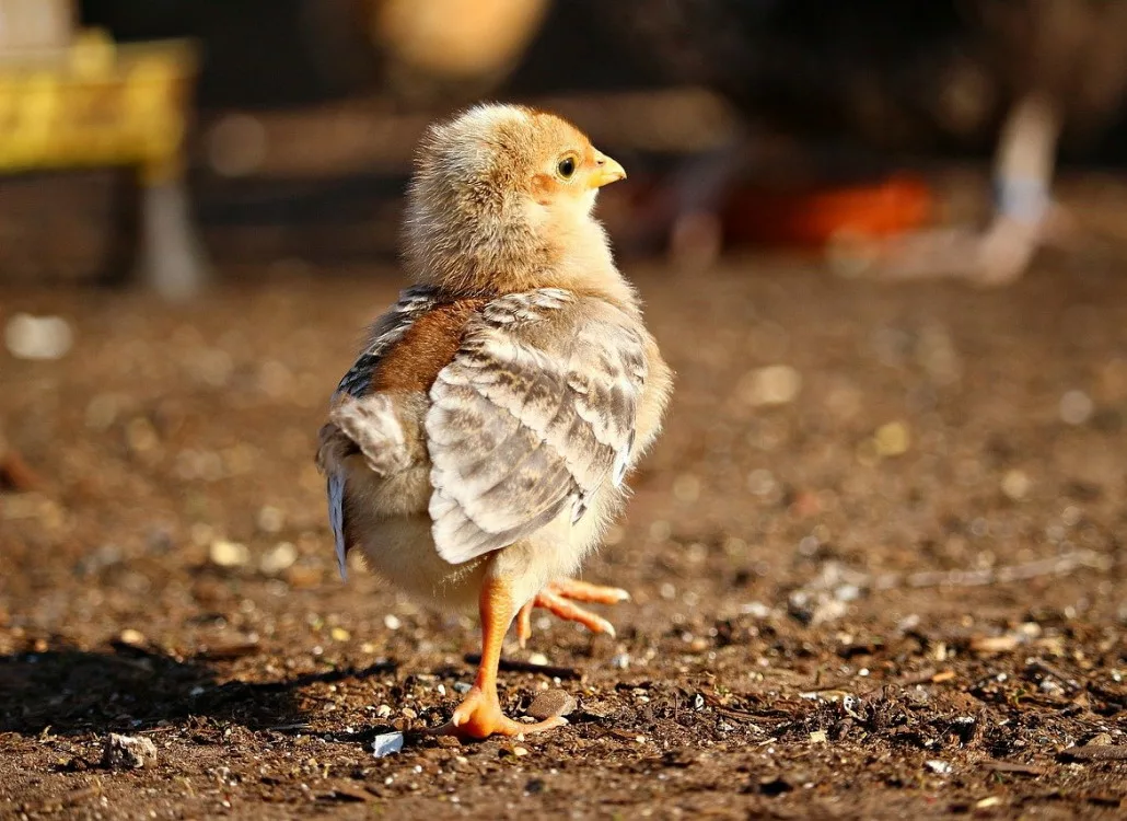 Das Welsumer Huhn » Infos & Tipps zu den Welsumer Hühnern
