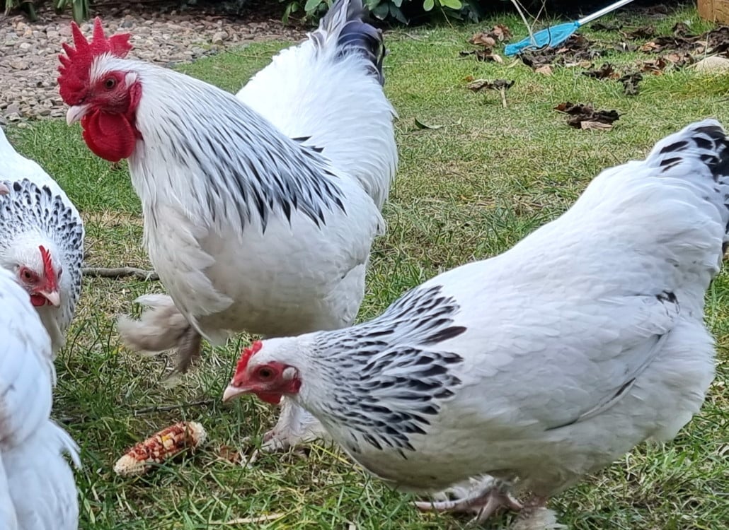 Zwerg Sundheimer » Infos & Tipps zum den Zwerg Sundheimern