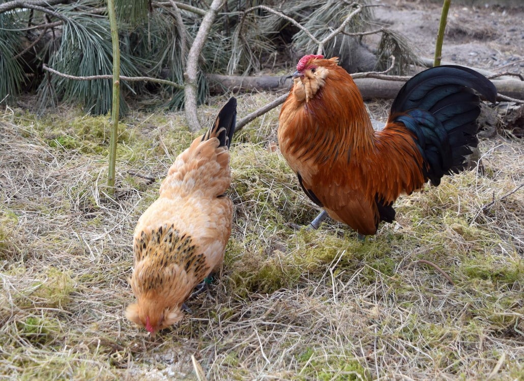 Zwerghühner, die Hühner der Hobbyhalter